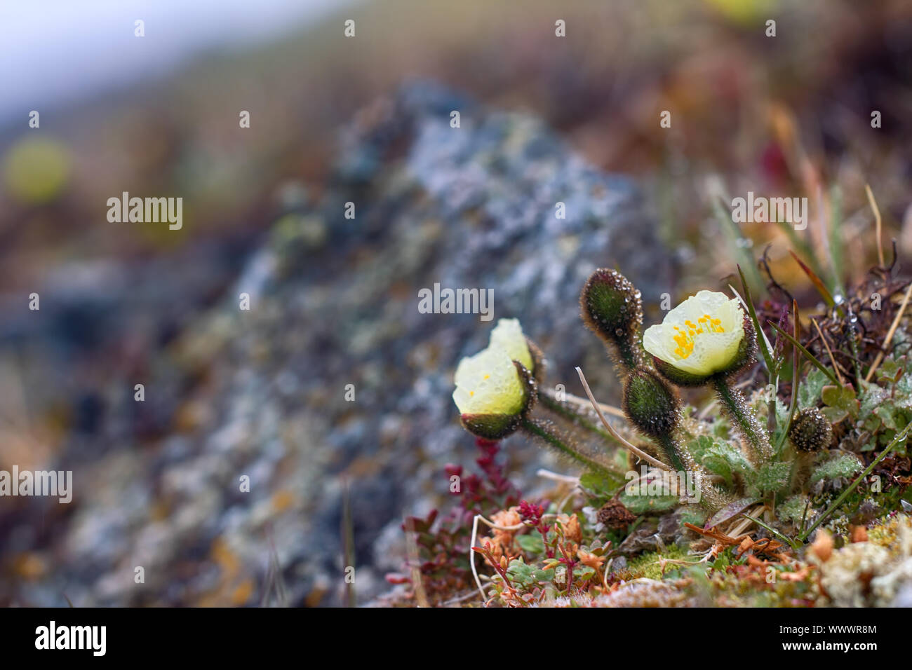 Arctic poppy coated fibers for protection against icy dew Stock Photo ...