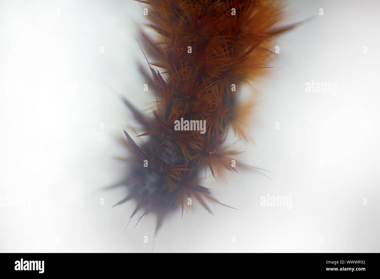 Woolly bear caterpillar buff tiger moth Stock Photo - Alamy