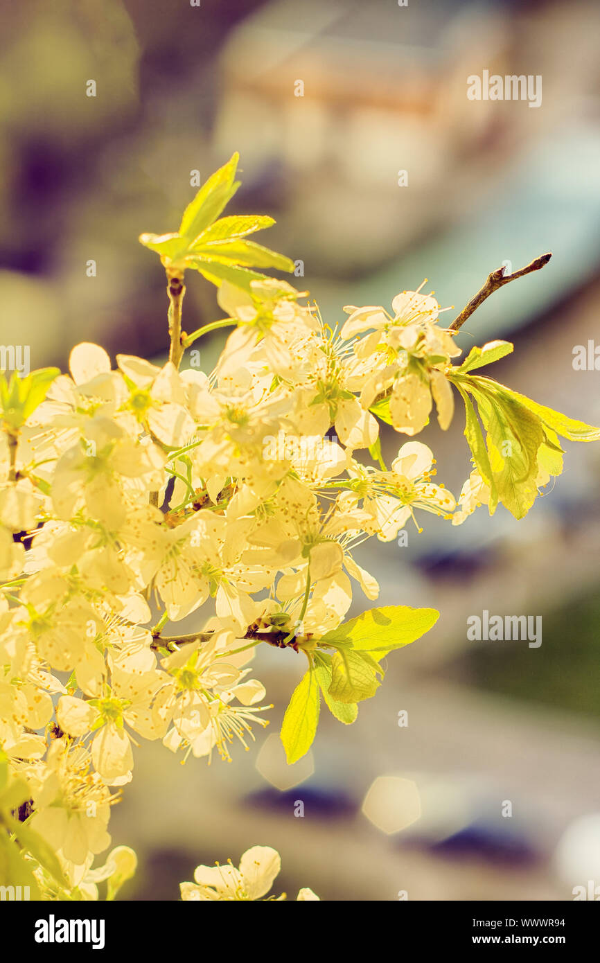 spring Apple orchard Stock Photo - Alamy