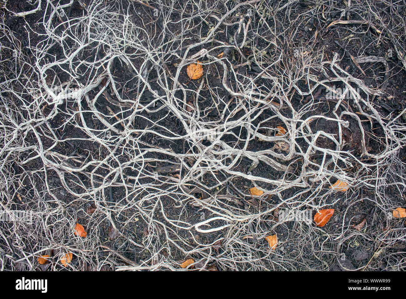 In air pollution and fires in tundra crowberry died Stock Photo - Alamy