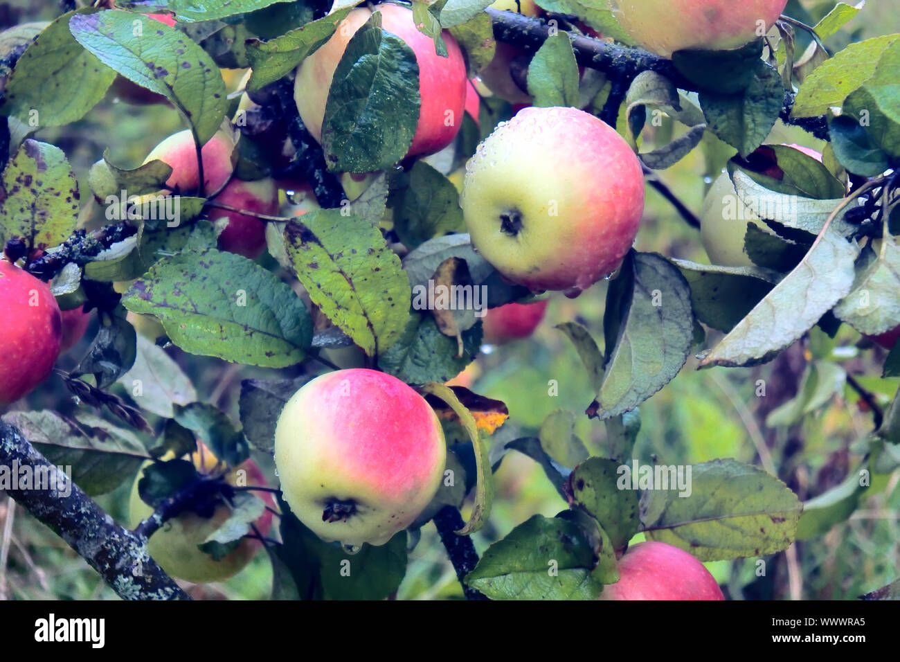 look of wild edible apples Stock Photo - Alamy