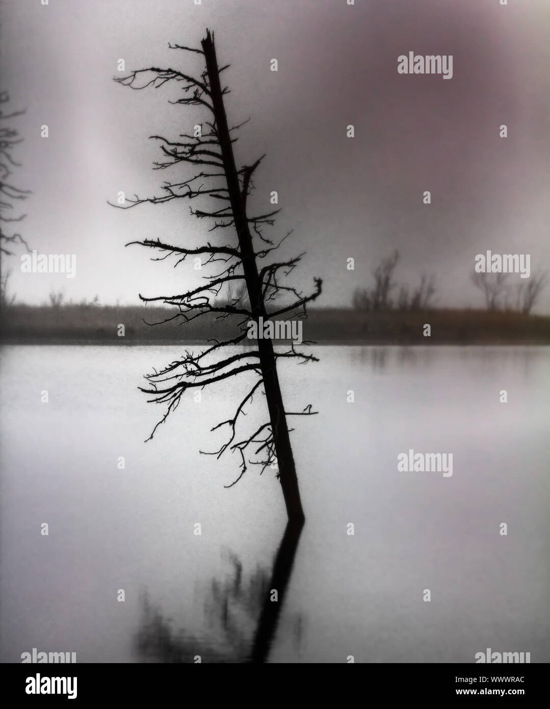 scary tree in swamp Stock Photo - Alamy