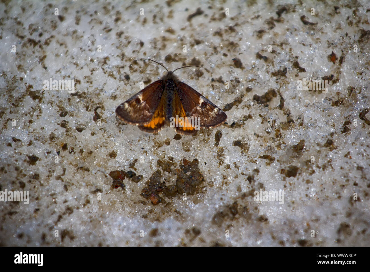 Night Moth butterfly (tiger moth, Arctiidae Stock Photo - Alamy