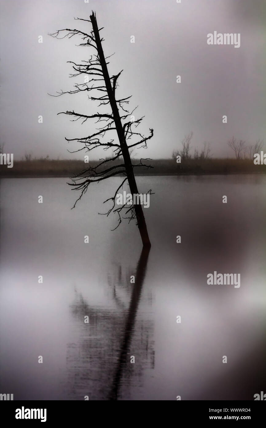 scary tree in swamp Stock Photo - Alamy