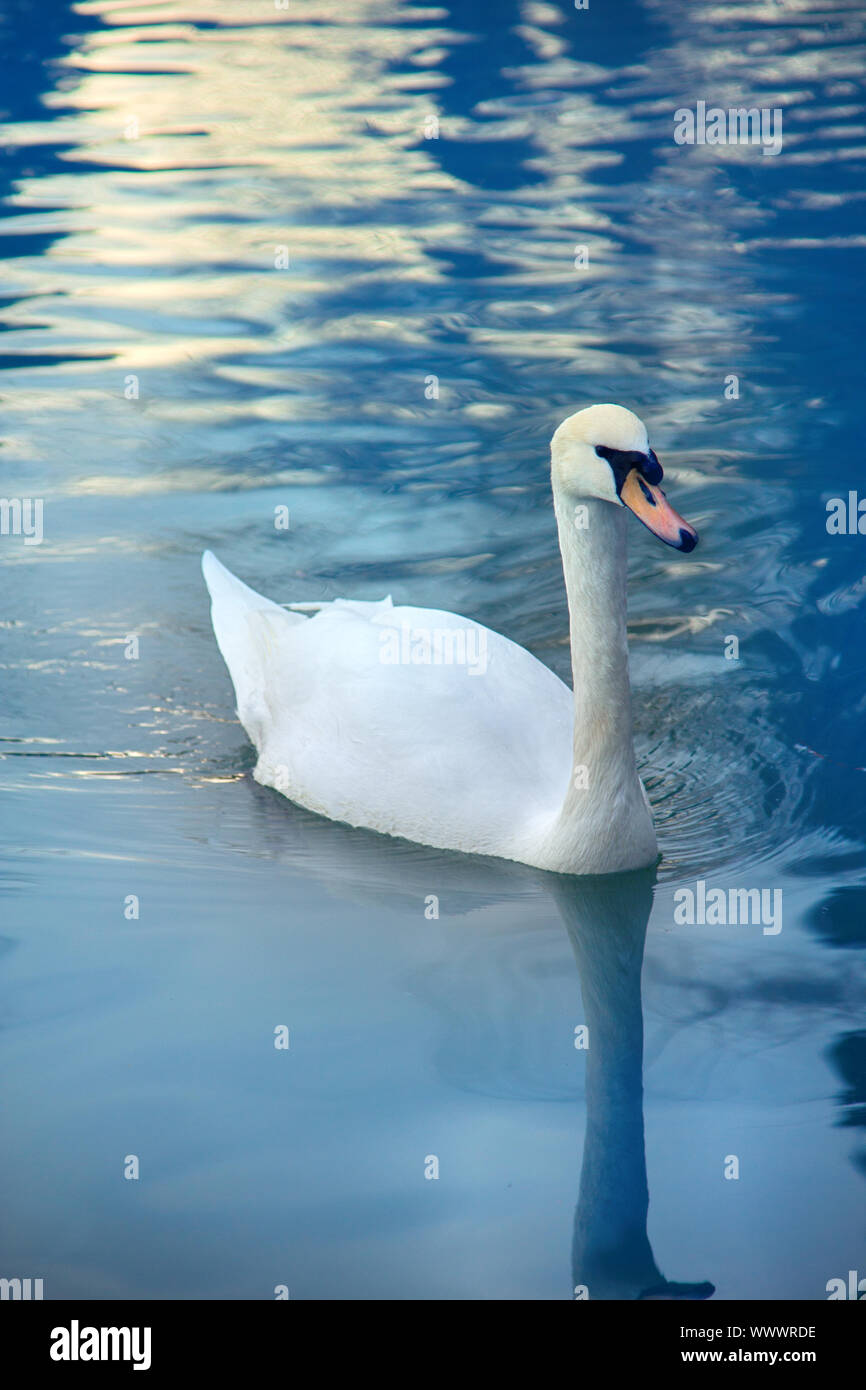 Princely appearance hi-res stock photography and images - Alamy