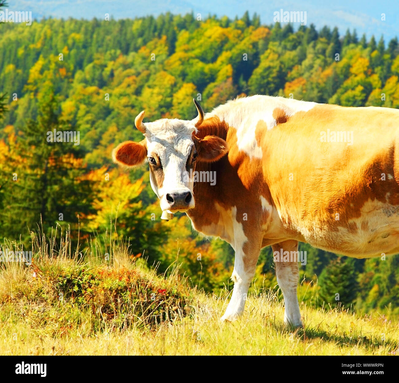 Brown bull cattle hi-res stock photography and images - Alamy