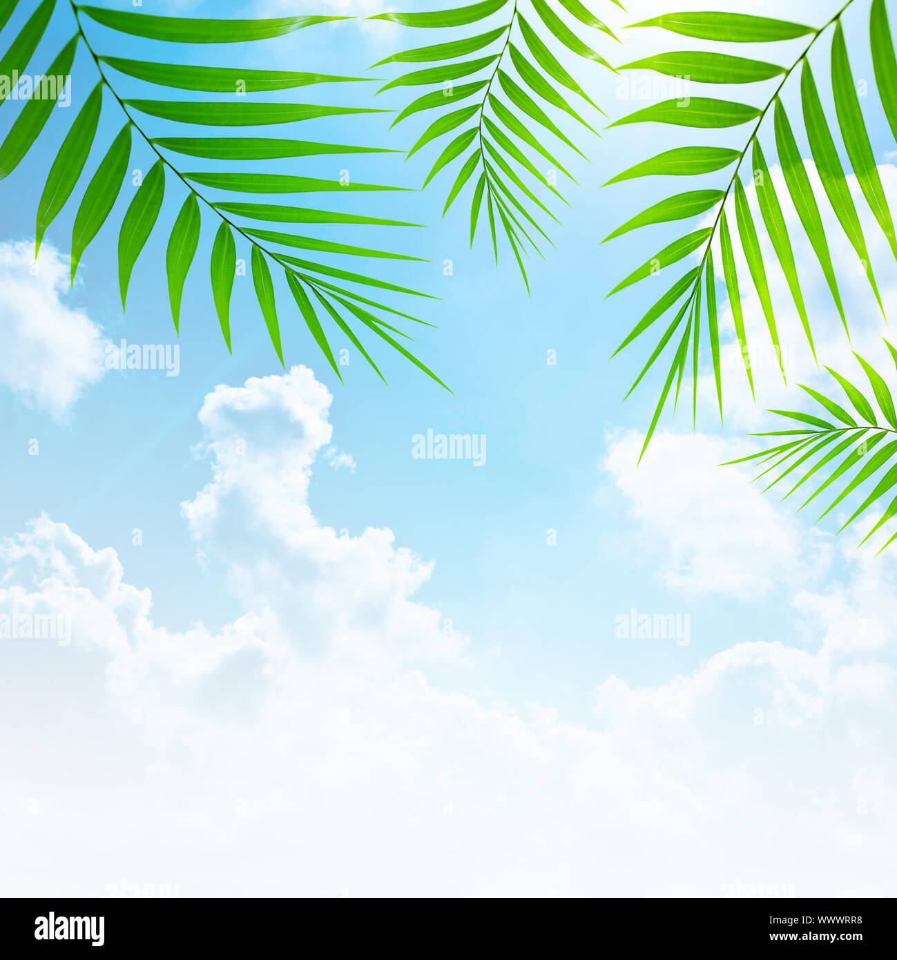 Palm Tree Page Border