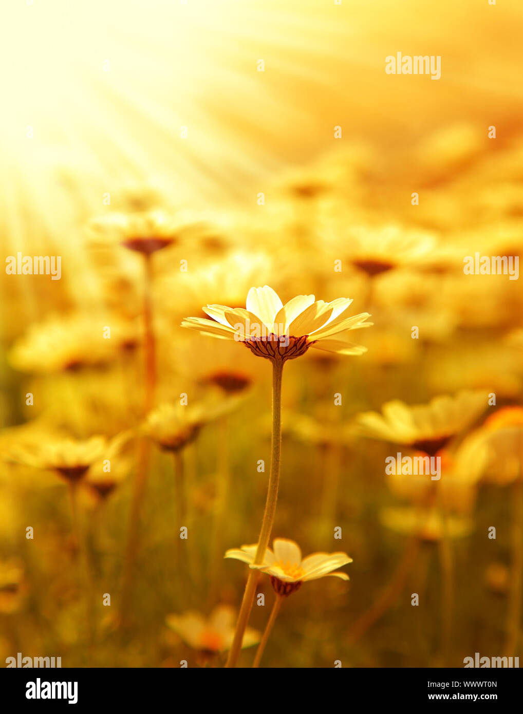 Fresh daisy flower field background at sunny spring day, sunset macro ...