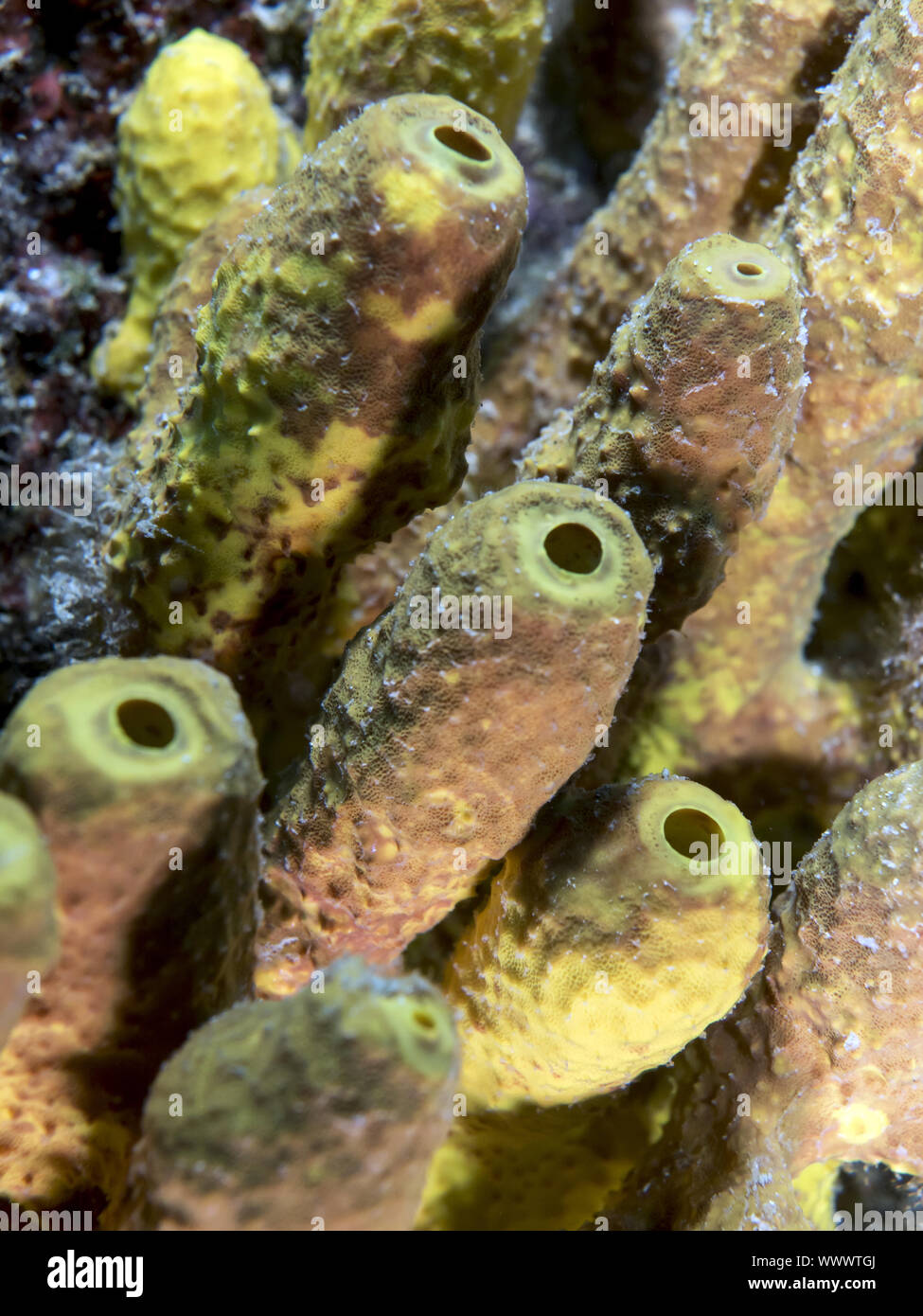 Sea sponge close up hi-res stock photography and images - Alamy