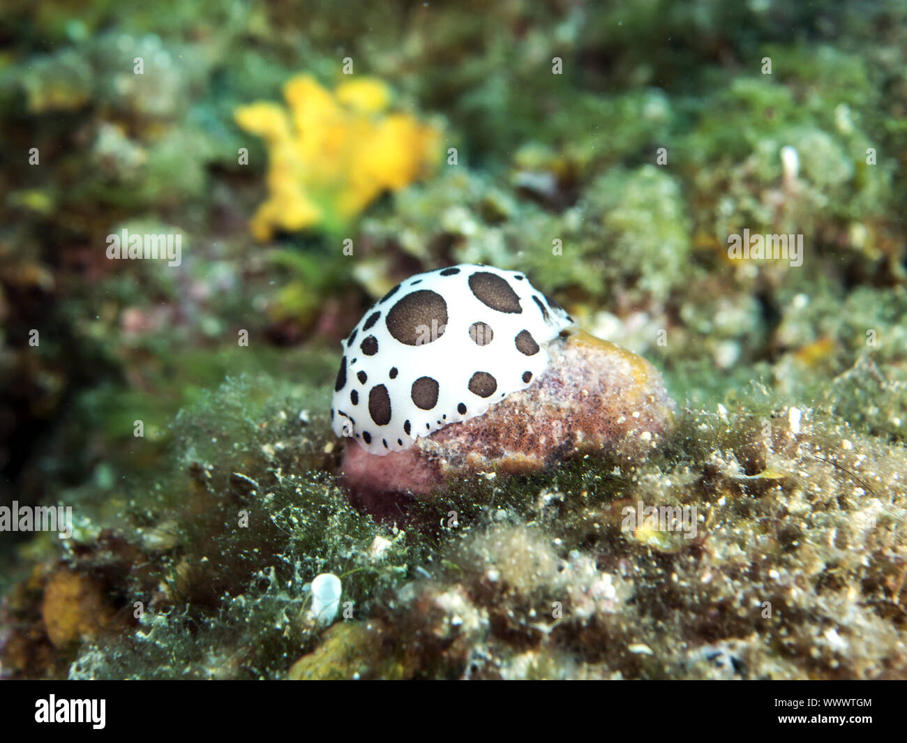 Leopard Sea Slug (Peltodoris atromaculata Stock Photo - Alamy