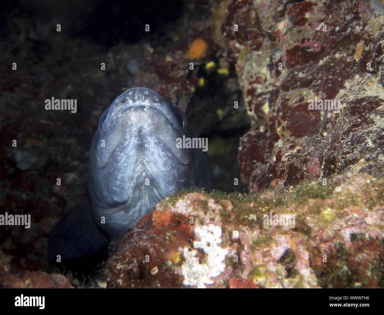 European conger (Conger conger Stock Photo - Alamy
