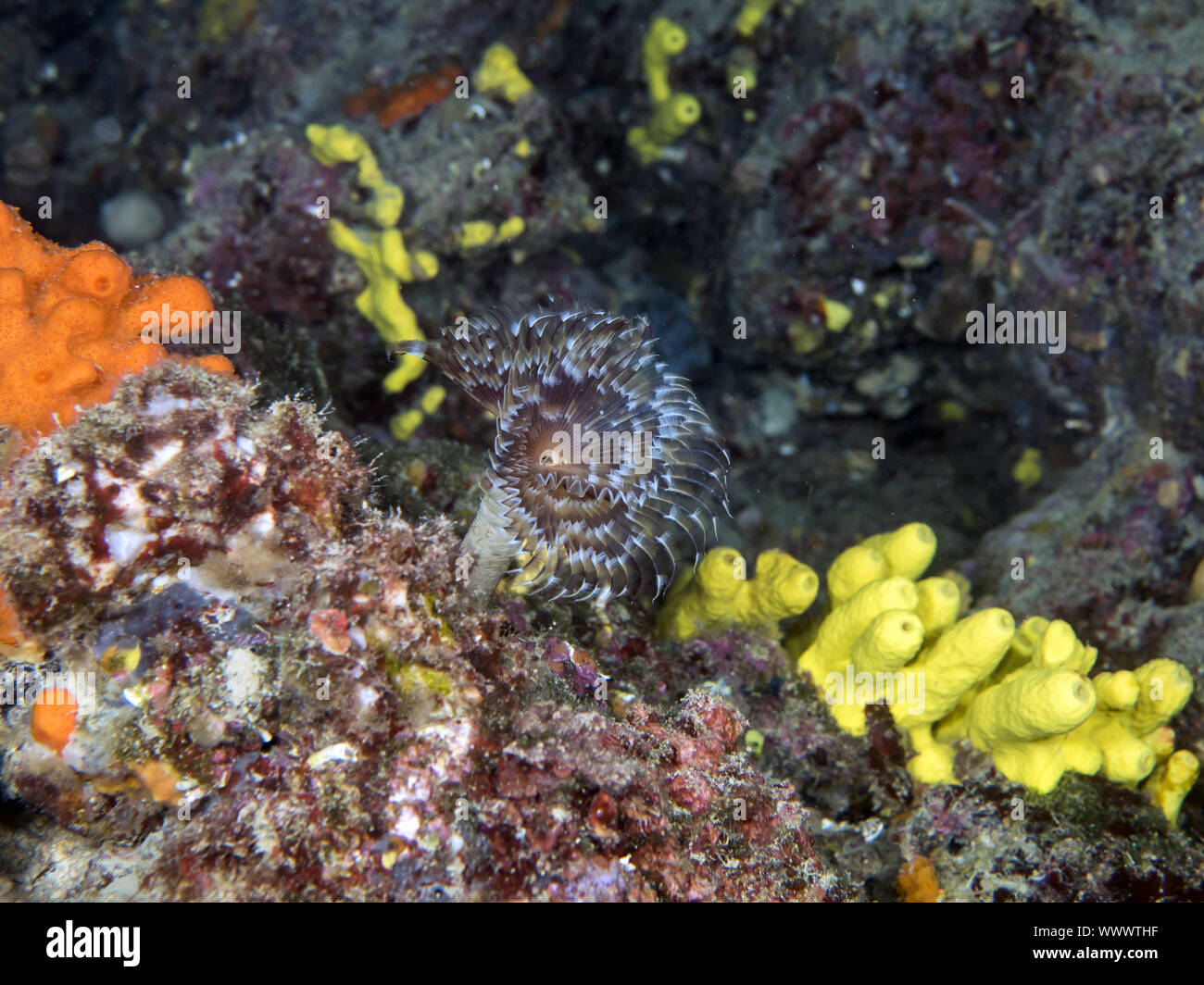 European fan worm Stock Photo - Alamy