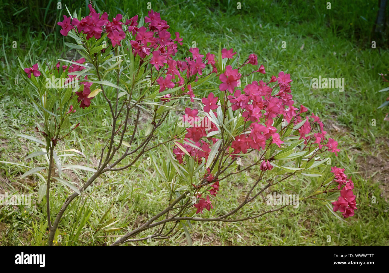 Oleander Bush Stock Photos & Oleander Bush Stock Images - Alamy