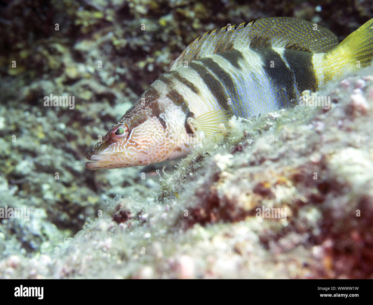 Painted comber hi-res stock photography and images - Alamy