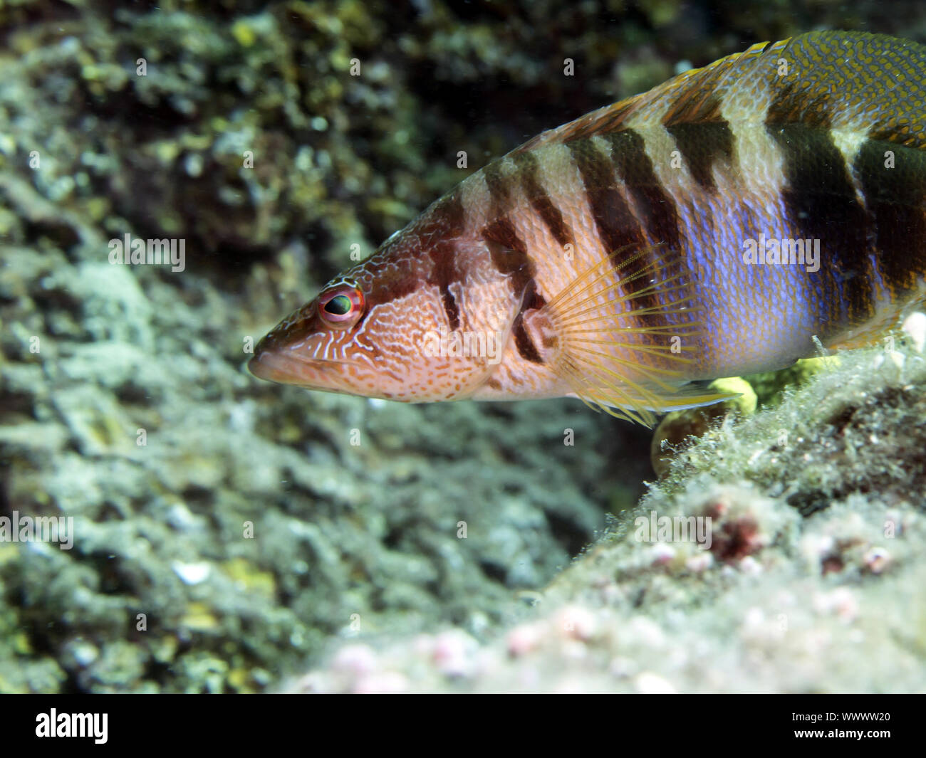 painted comber (Serranus scriba Stock Photo - Alamy