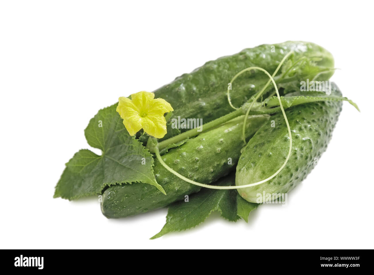 Table plants Cut Out Stock Images & Pictures - Alamy