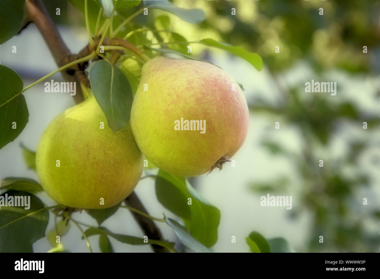 Pears on a tree hi-res stock photography and images - Alamy