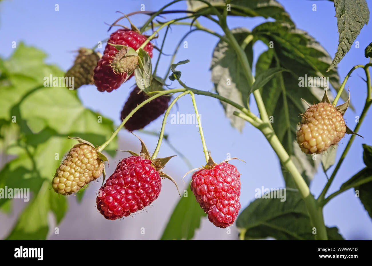 Food groups healthy hi-res stock photography and images - Alamy