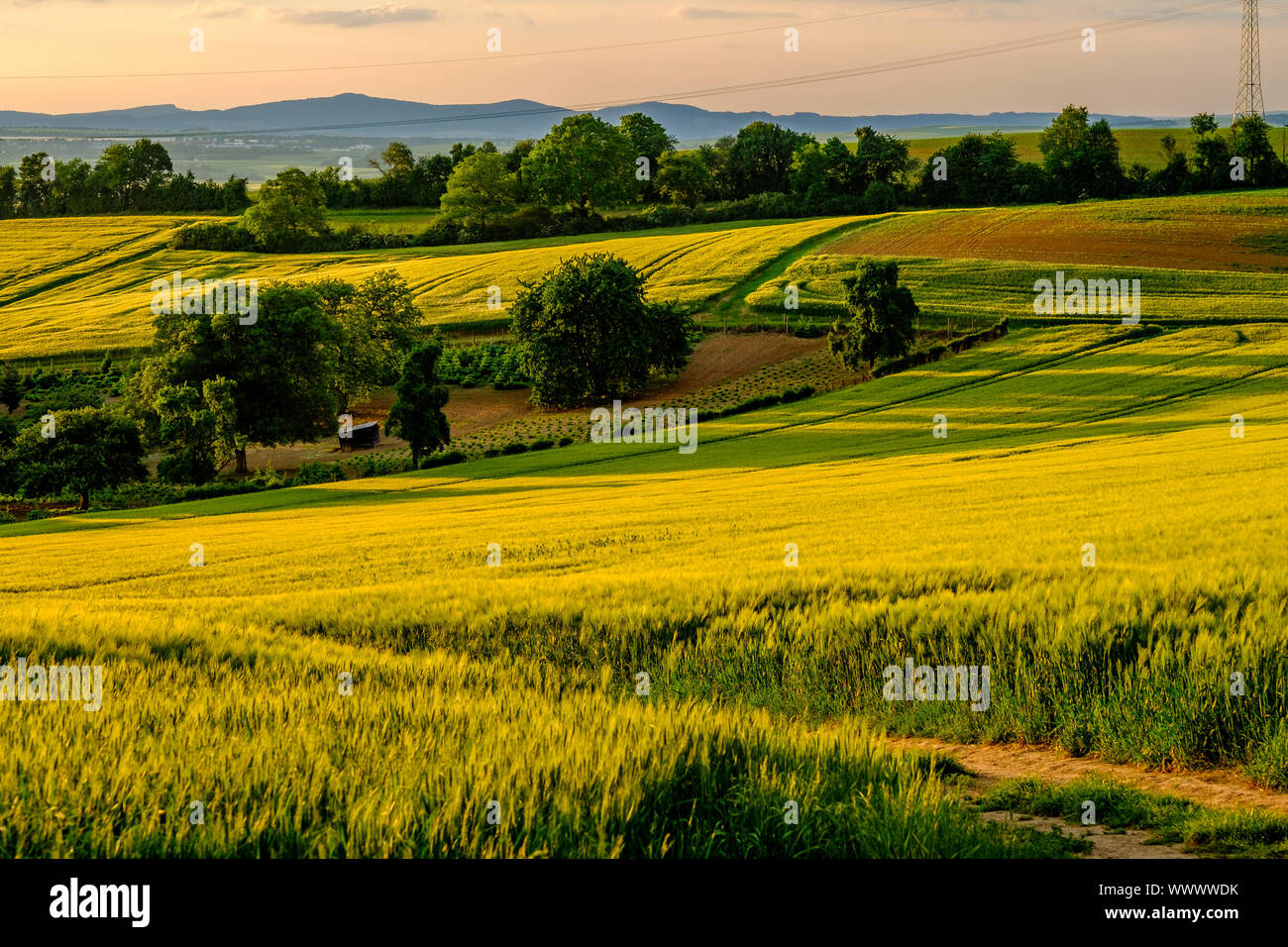Rolling hills on sunset. Rural landscape. Green fields and farmlands ...