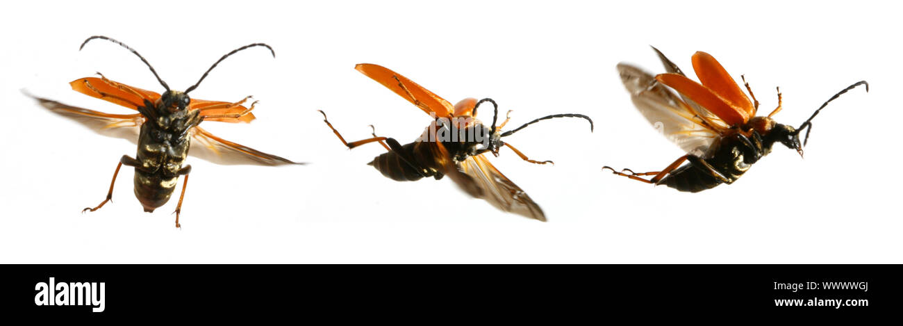 rare bug fly collect isolated on white Stock Photo - Alamy