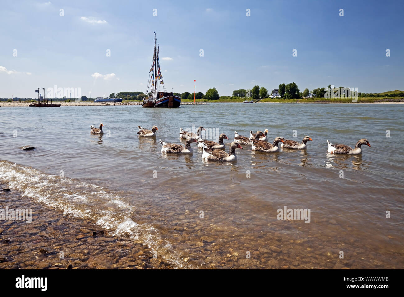 Rhine river ship geese hi-res stock photography and images - Alamy