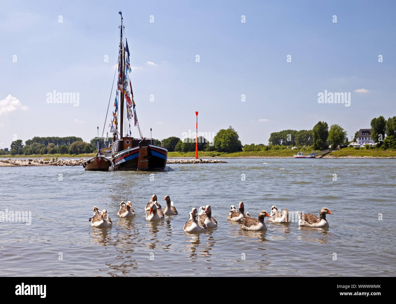 emblem Hasselter Aak on the Rhine with wild geese, Monheim am Rhein ...