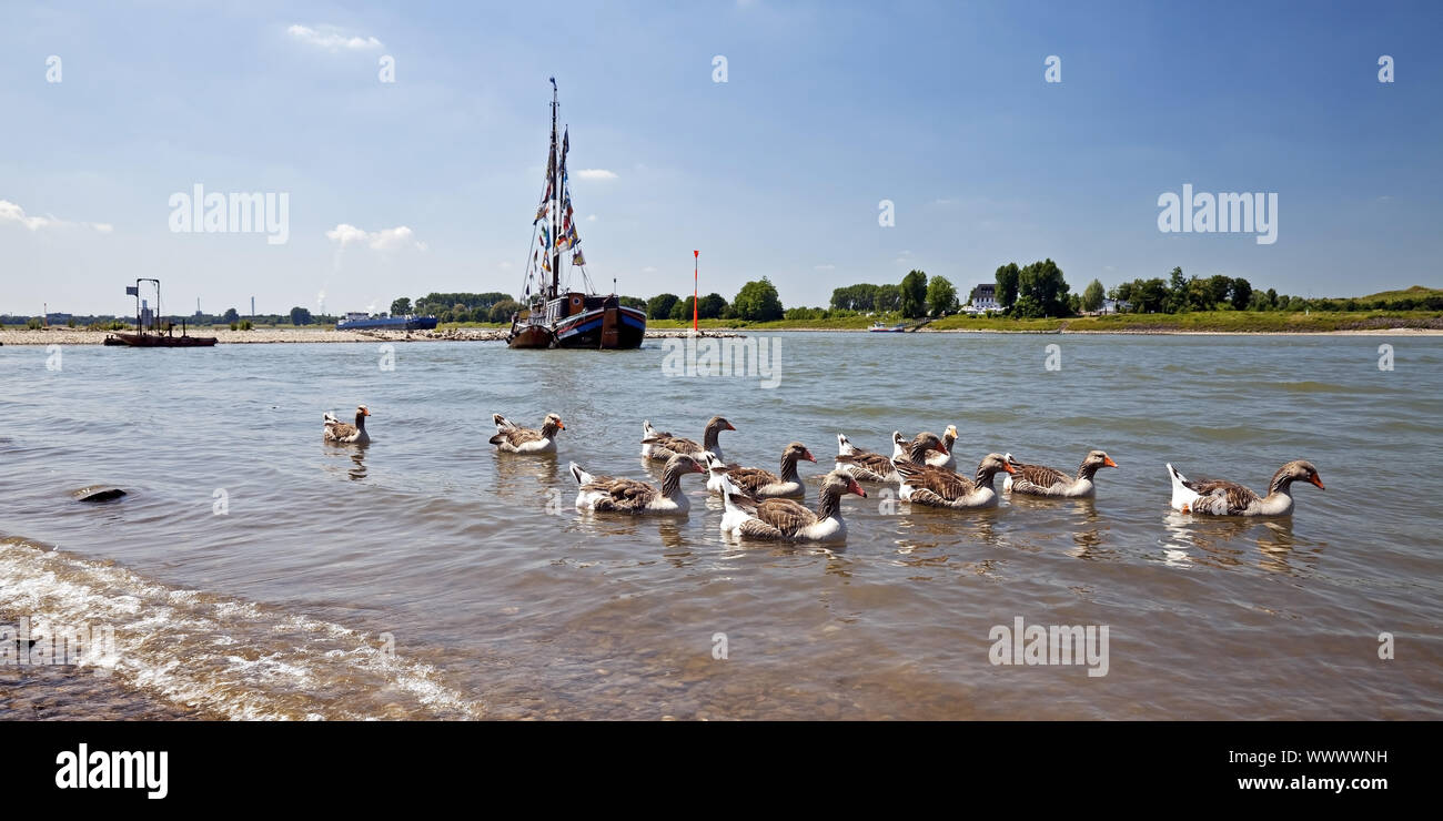 Rhine river ship geese hi-res stock photography and images - Alamy