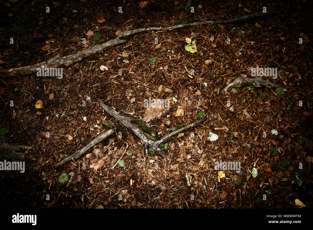 tree root nature background Stock Photo - Alamy