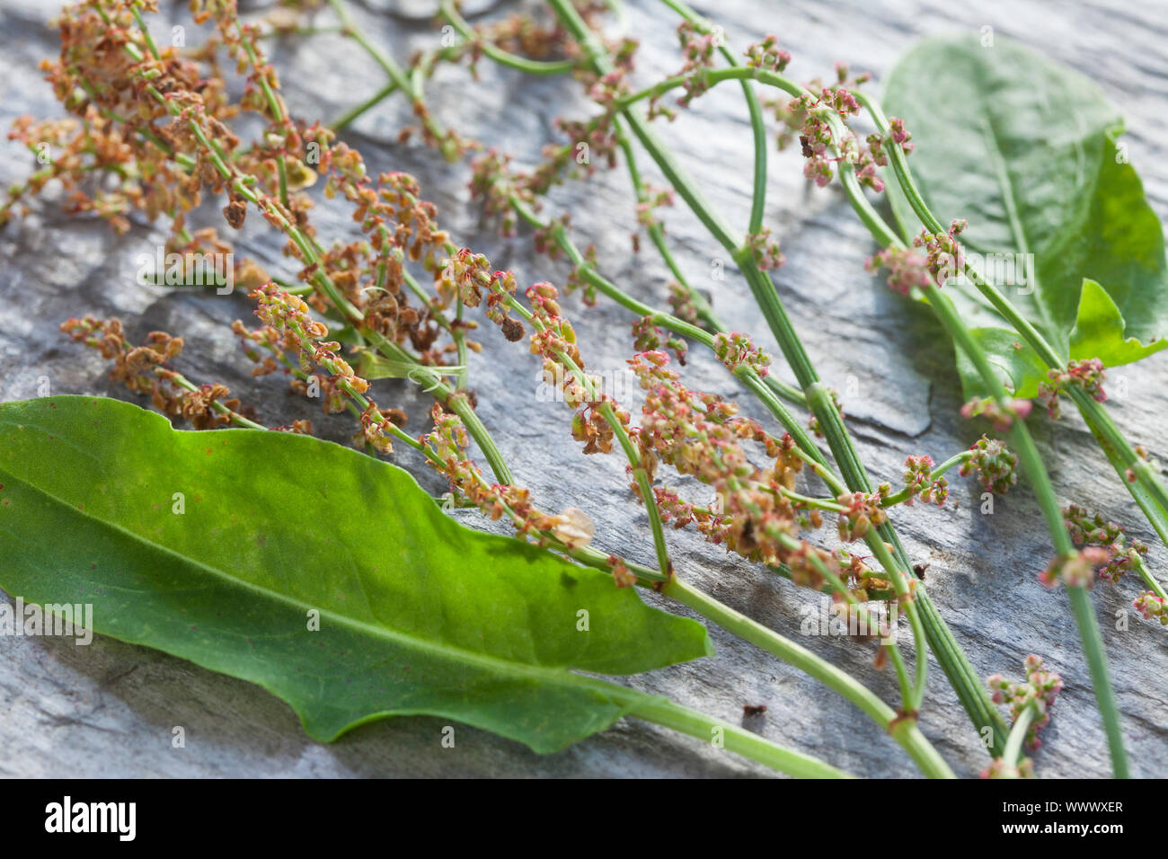 Sauerampfer-Samen, Sauerampfersamen, Ampfer-Samen, Ampfersamen, Samen ...