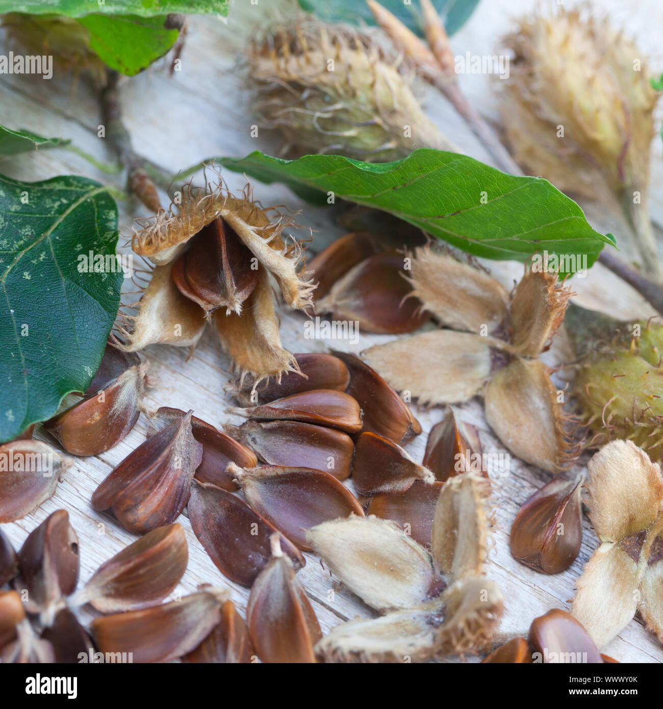 Buchecker, Bucheckern, Buche, Rot-Buche, Rotbuche, Früchte, Fagus ...