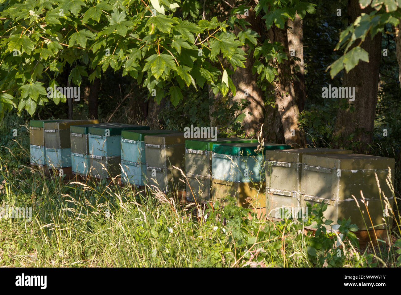Gold stick hi-res stock photography and images - Alamy