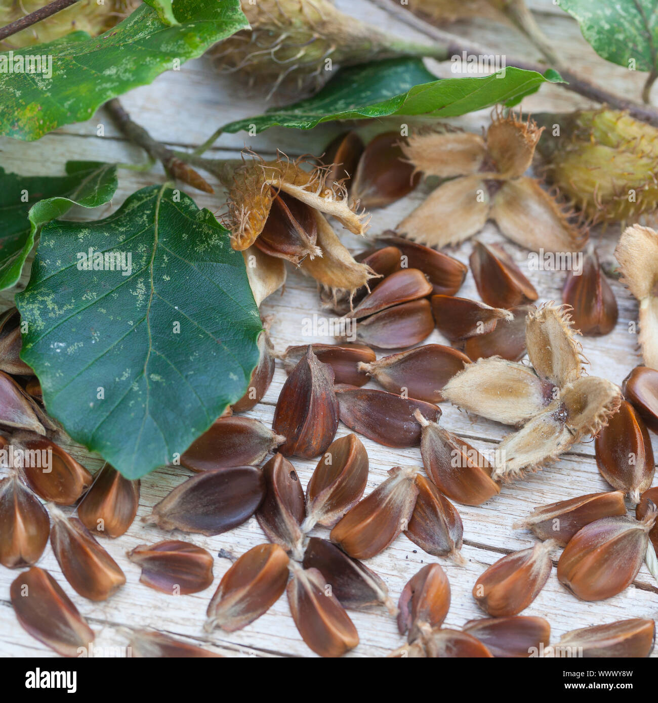 Buchecker, Bucheckern, Buche, Rot-Buche, Rotbuche, Früchte, Fagus ...