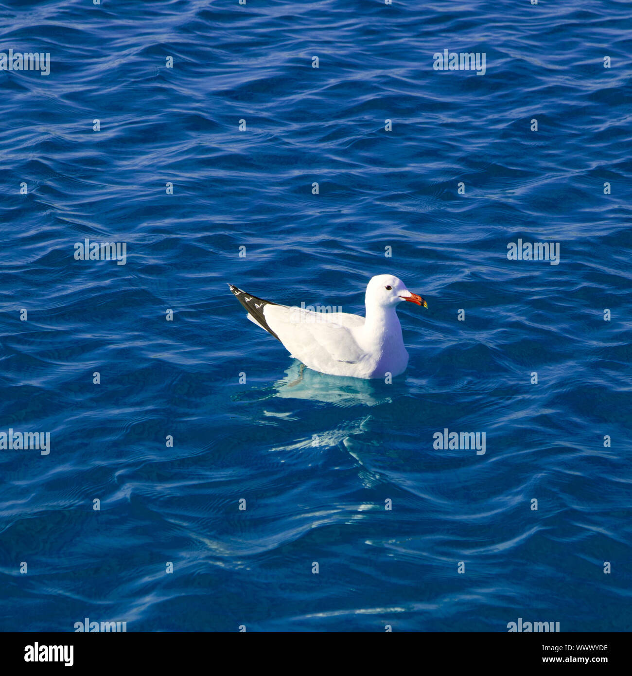 Seagull swimming on sea surface hi-res stock photography and images - Alamy