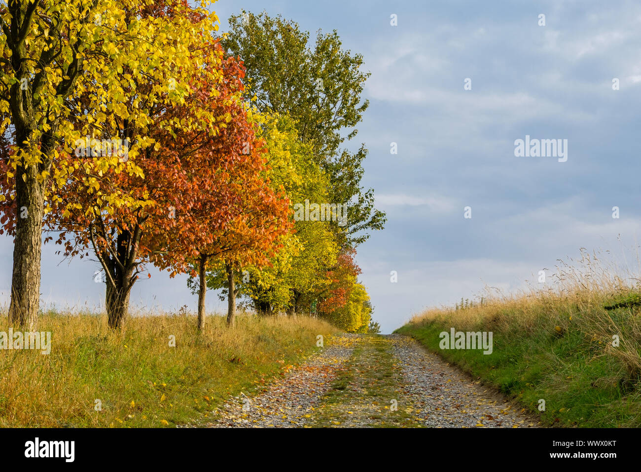 Colors of Autumn Forest Stock Photo - Alamy