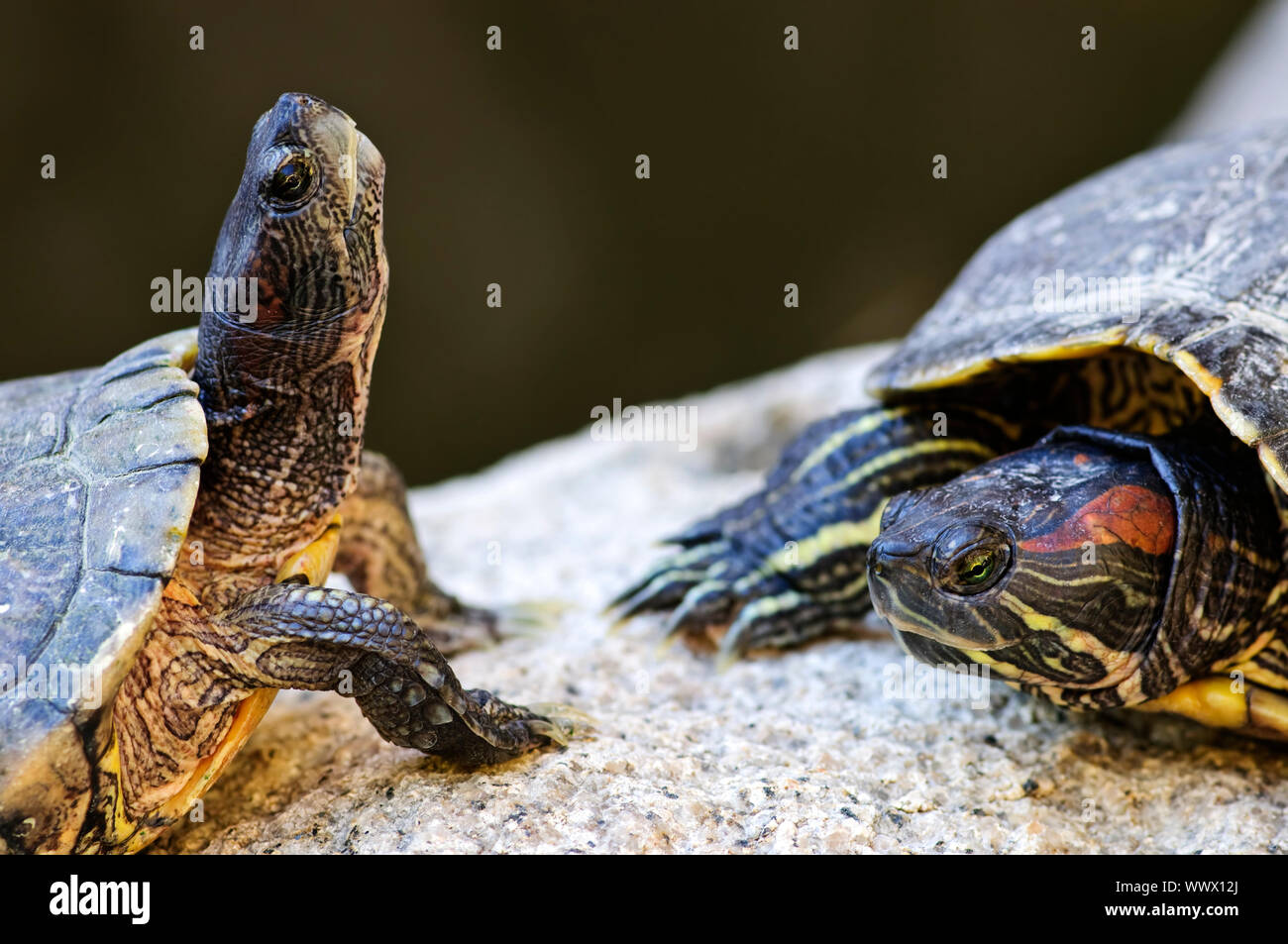 Two red eared slider turtles sitting on rock Stock Photo - Alamy