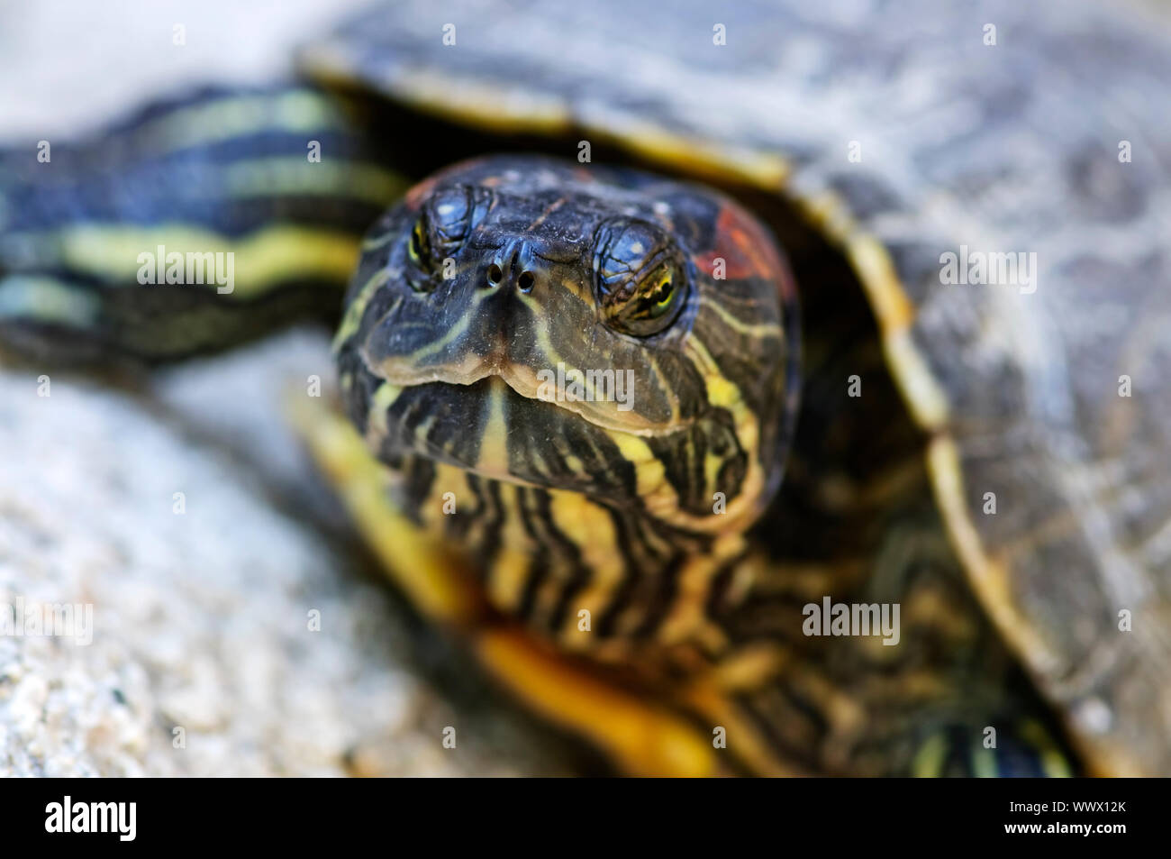 Red ear slider turtles hi-res stock photography and images - Alamy
