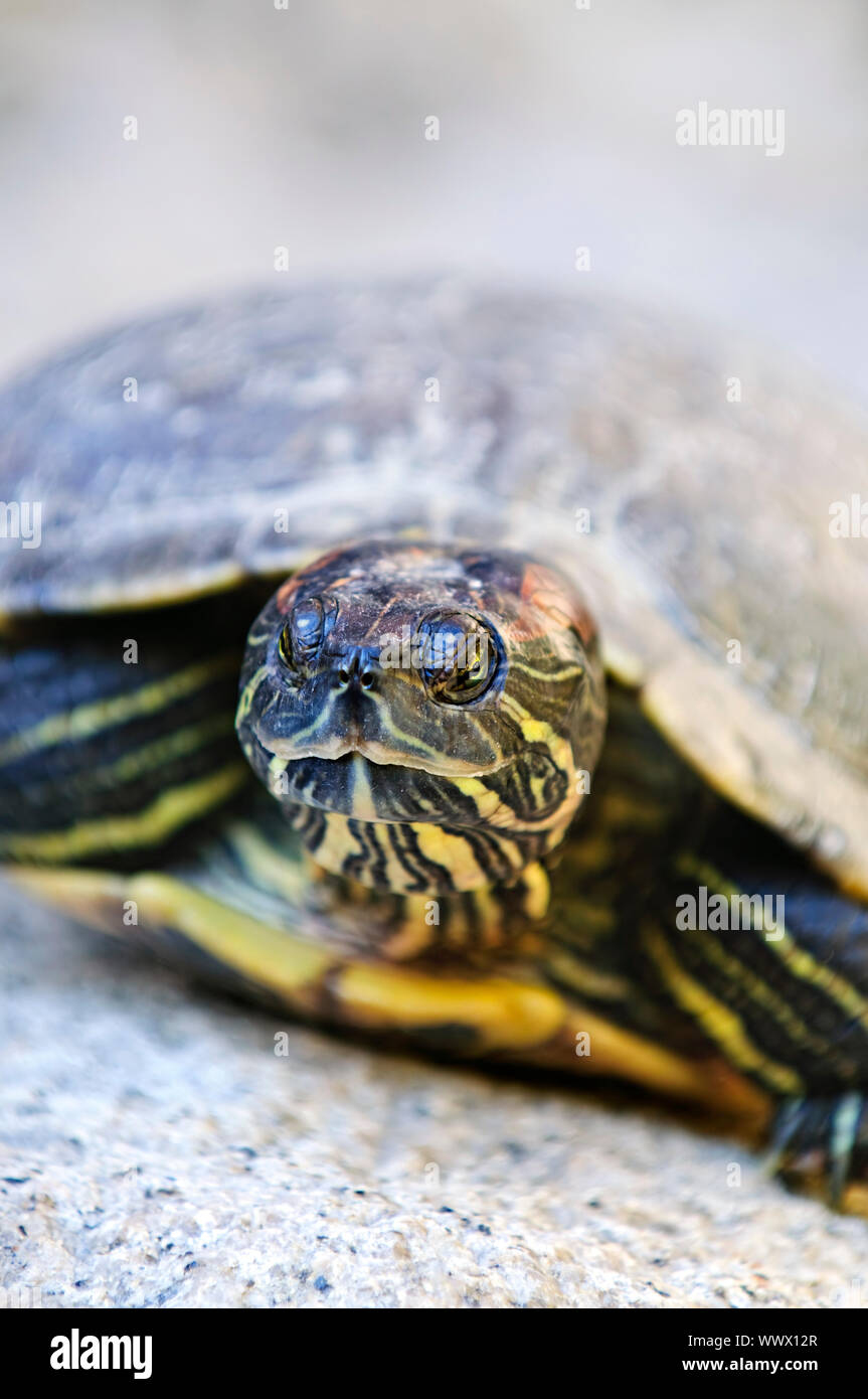 Terrapin sitting on rocks hi-res stock photography and images - Alamy