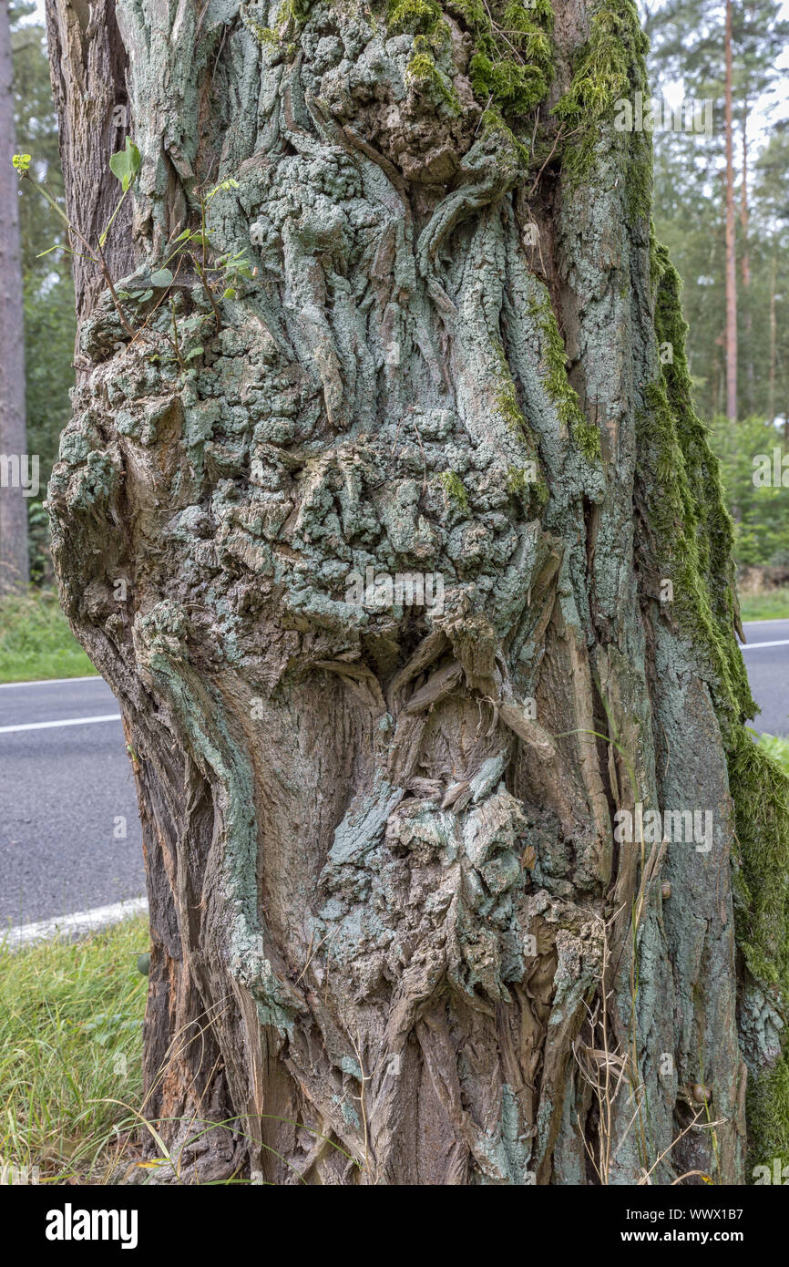 Old acacia hi-res stock photography and images - Alamy