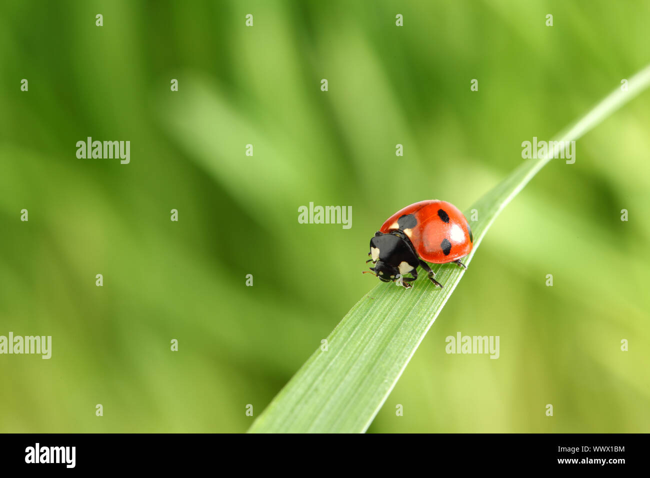 ladybug on grass nature background Stock Photo - Alamy