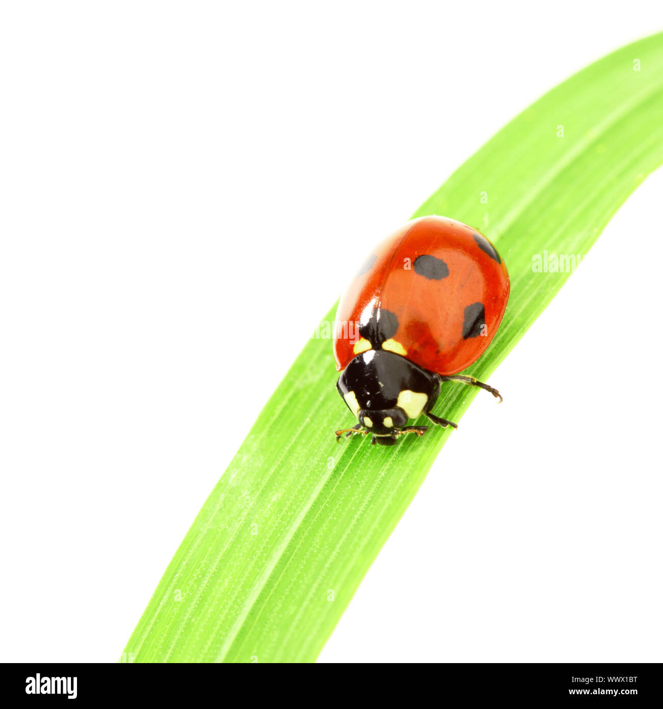 ladybug on grass isolated on white background Stock Photo - Alamy