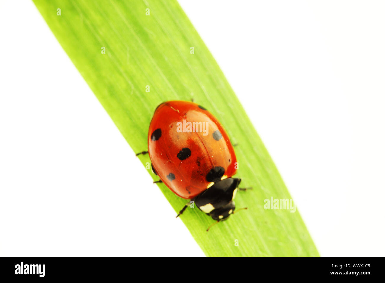 ladybug on grass isolated on white background Stock Photo - Alamy