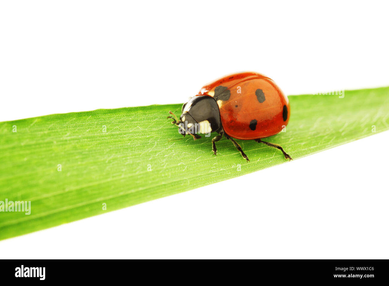 ladybug on grass isolated on white background Stock Photo - Alamy