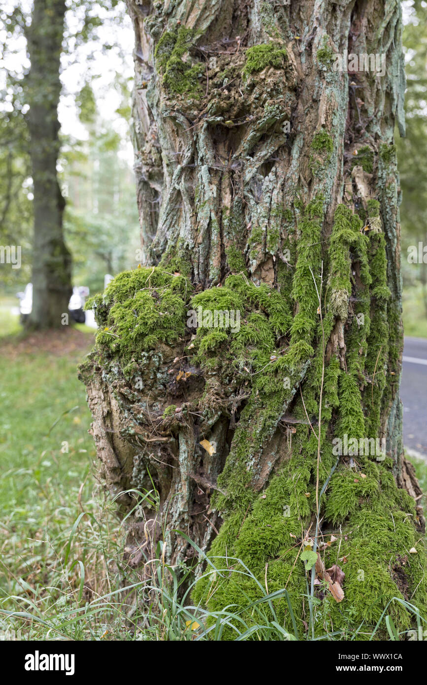 Old acacia hi-res stock photography and images - Alamy