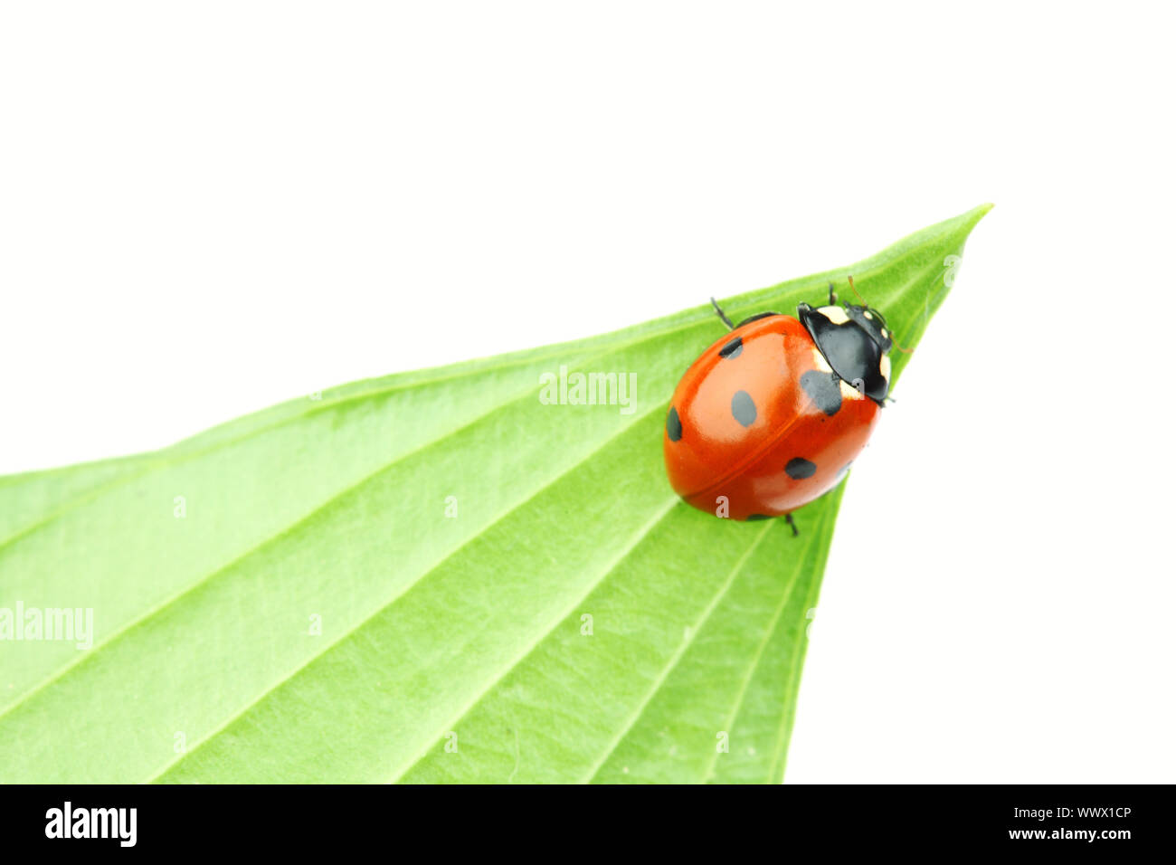 ladybug on leaf isolated on white background Stock Photo - Alamy