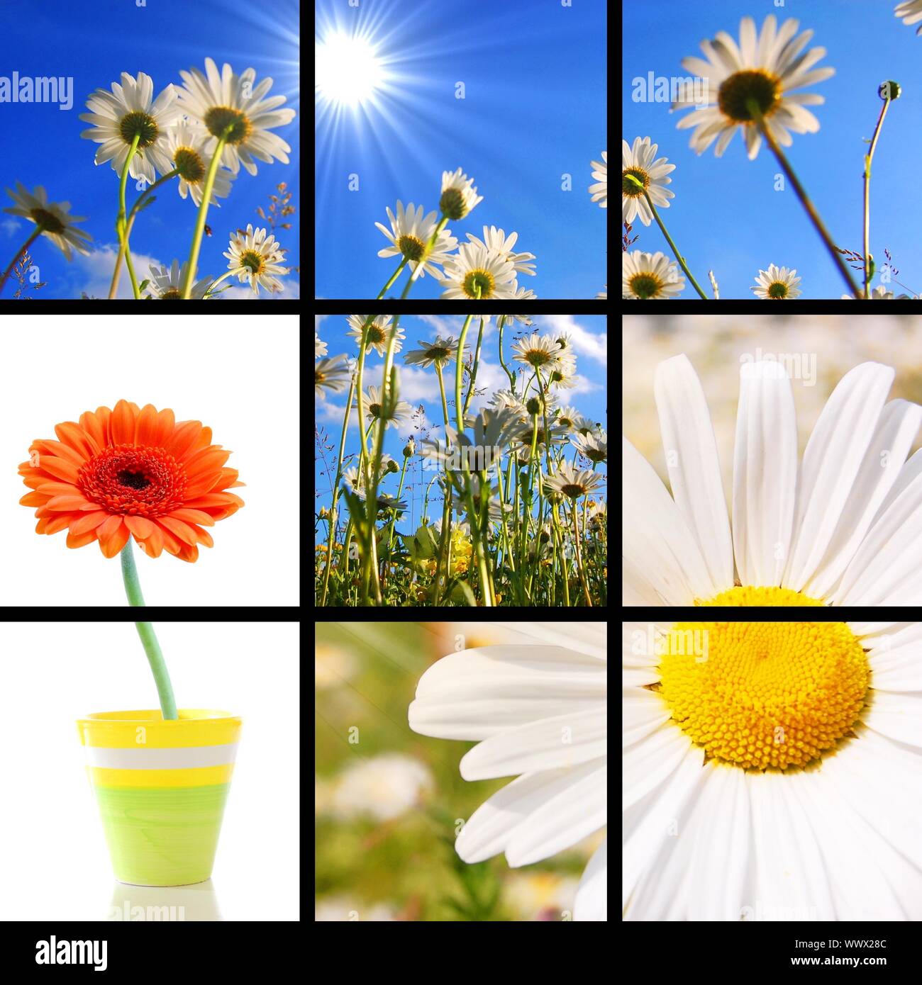 collage or collection of flower images showing summer vacation concept ...