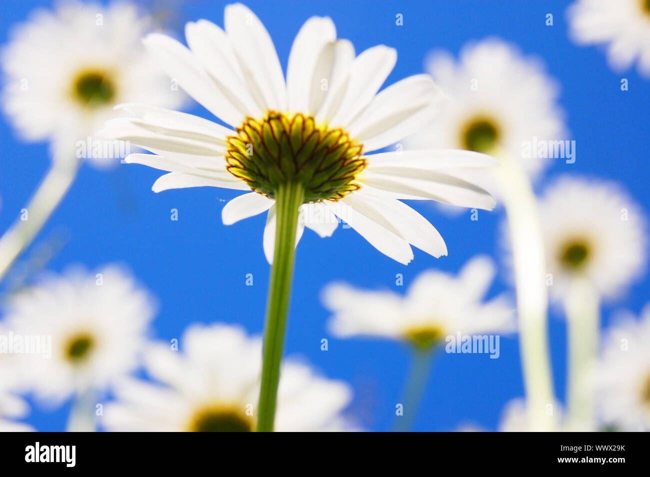daisy flower in summer with blue sky Stock Photo - Alamy