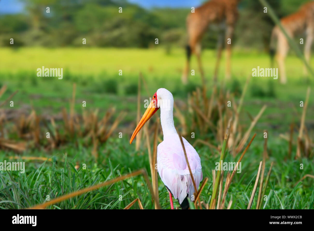 Yellow billed stork Stock Photo - Alamy