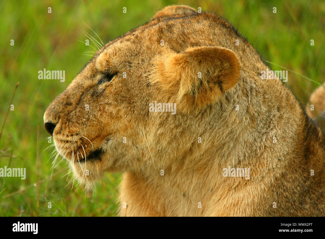 Lioness under rain in the wilderness Stock Photo - Alamy