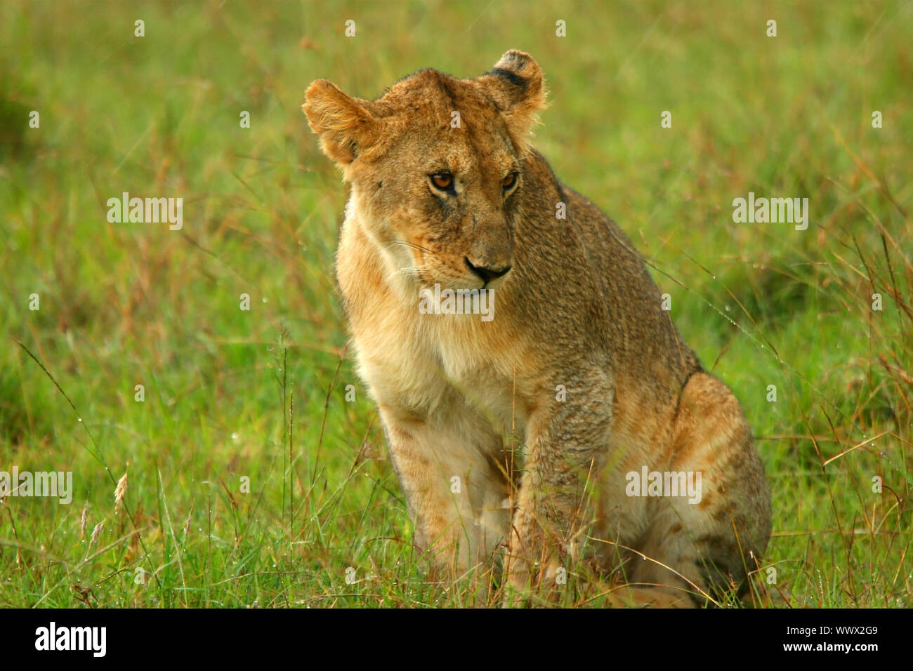 Young Lion under rain Stock Photo - Alamy