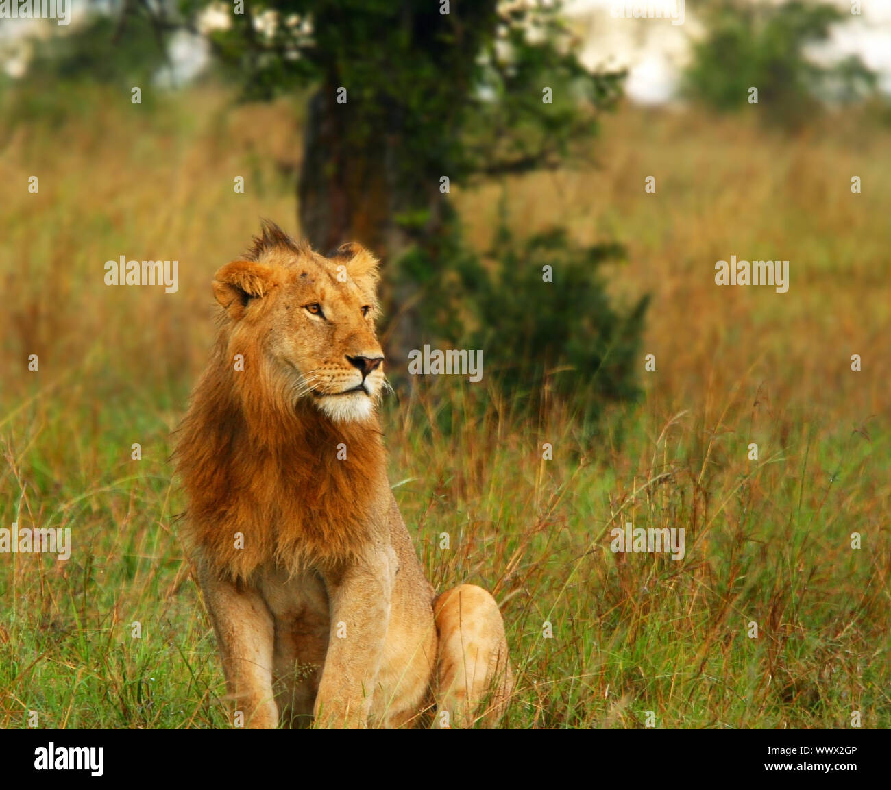 African savanna lion hi-res stock photography and images - Alamy